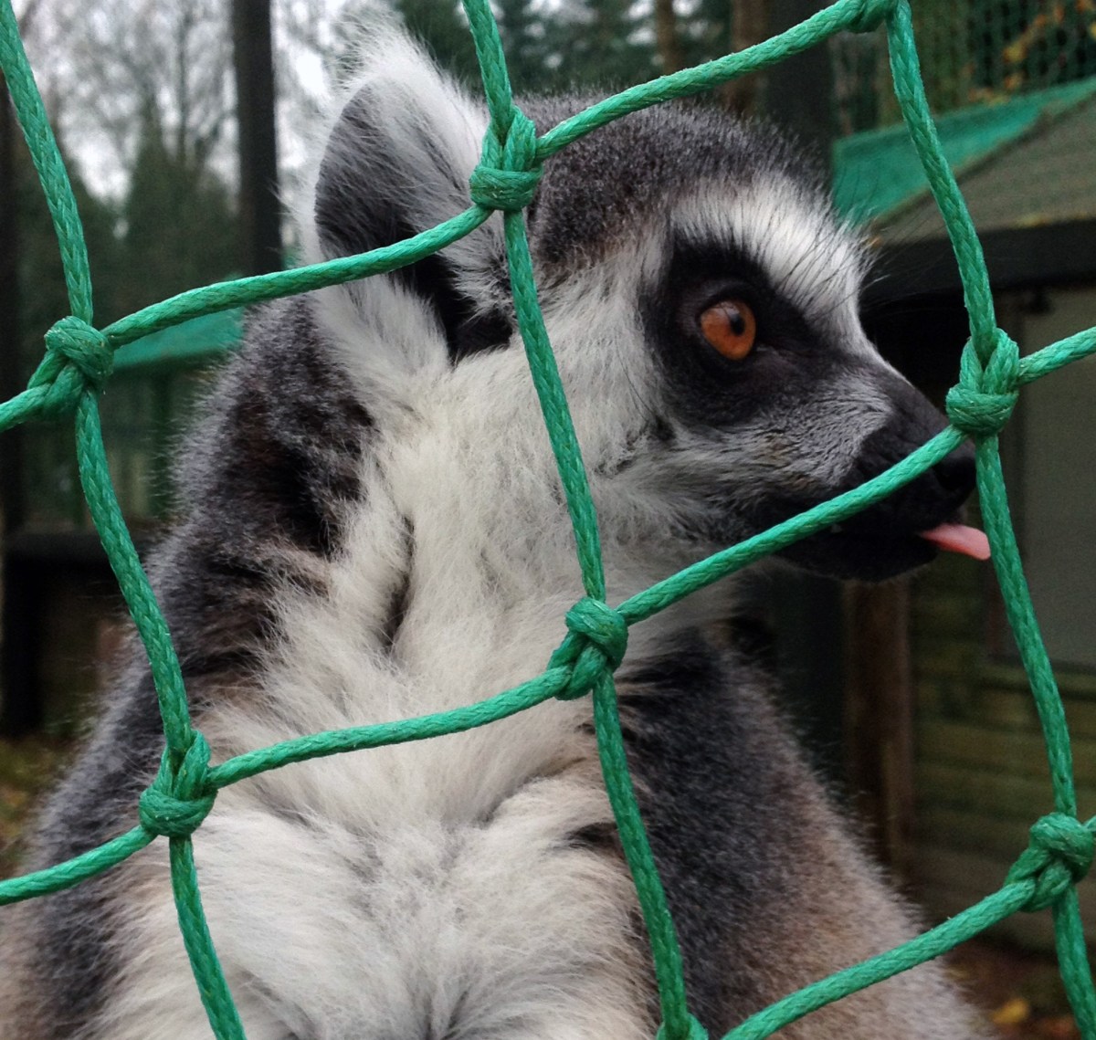 fence//mesh//proximity – Asymmetric Co-production